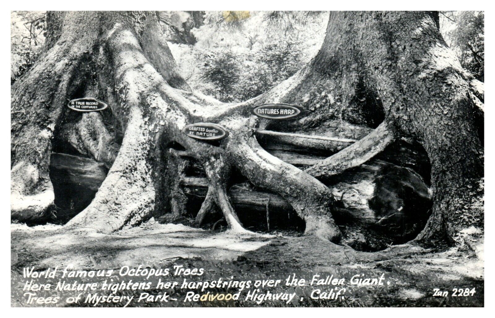 1940s Worlds Largest Octopus Trees RPPC VintagePostcard CA Redwood Par ...